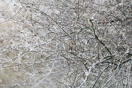 Tree Covered Caterpillar Webs Editorial Stock Photo - Stock Image ...