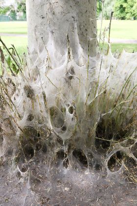 Tree Covered Caterpillar Webs Caterpillars Editorial Stock Photo ...