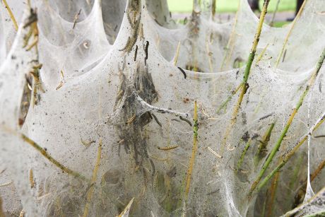 Tree Covered Caterpillar Webs Caterpillars Editorial Stock Photo ...