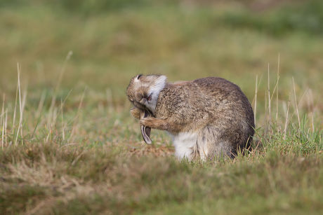 Rabbit grooming ears at Minsmere RSPB Reserve, Suffolk, Britian - 2013 ...