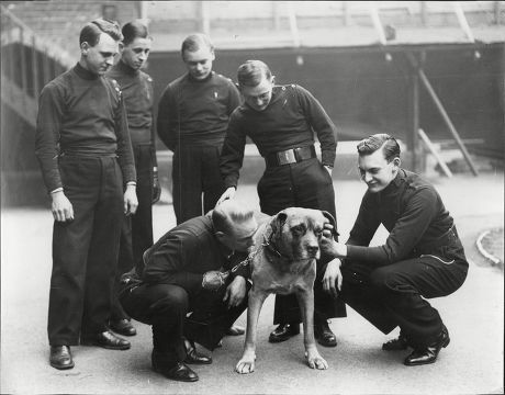 Dusty Mascot Fascist Party Headquarters Chelsea Editorial Stock Photo ...