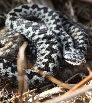 Adder Editorial Stock Photo - Stock Image | Shutterstock