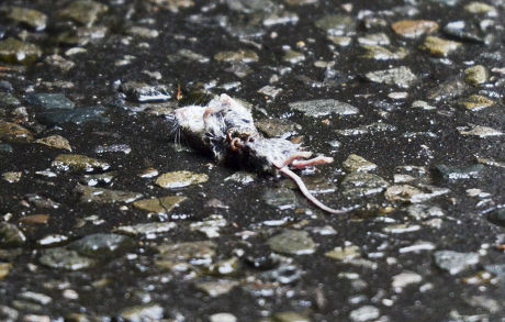 250 Dead mouse Stock Pictures, Editorial Images and Stock Photos ...