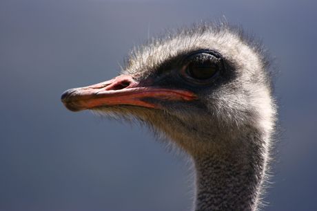 Curious Ostrich Soaks Morning Sun Field Editorial Stock Photo - Stock ...