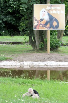 Mally Monkey His Enclosure Editorial Stock Photo - Stock Image ...