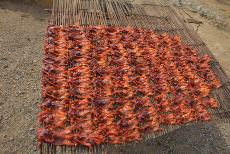 Skinned Rice Field Rats Being Dried Editorial Stock Photo - Stock Image ...