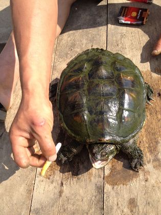 Turtle Smoking Cigarette Editorial Stock Photo - Stock Image | Shutterstock