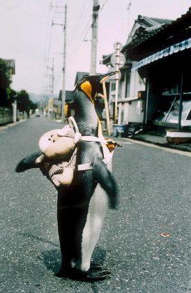 Rara Antarctic King Penguin Wearing Backpack Editorial Stock Photo ...