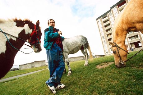 Horses On Ballymun Estate Dublin Editorial Stock Photo - Stock Image ...