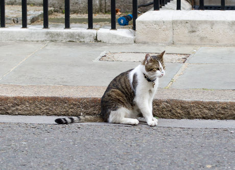 Larry Number 10 Cat Editorial Stock Photo - Stock Image | Shutterstock