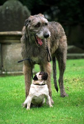 fotos de Murphy Irish Wolfhound Pug - Foto de stock de contenido ...