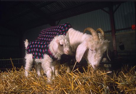 Angora Goat Wearing Jumper Editorial Stock Photo - Stock Image ...