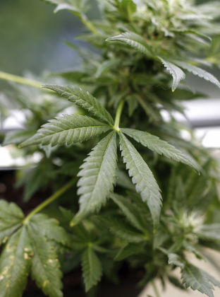Hemp Cannabis Cannabis Sativa Leaves Editorial Stock Photo - Stock ...