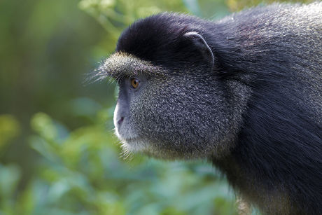 Golden Monkey Cercopithecus Kandti Editorial Stock Photo - Stock Image ...