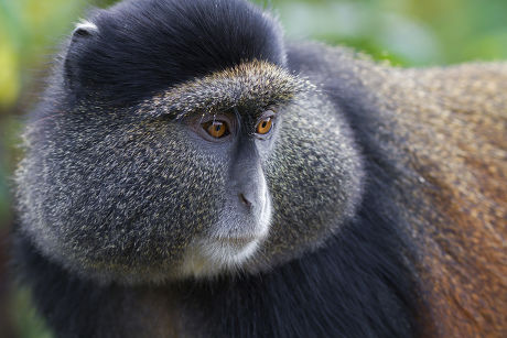 Golden Monkey Cercopithecus Kandti Editorial Stock Photo - Stock Image ...