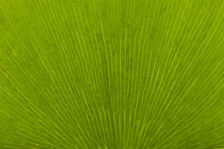 Leaf Structure Ginkgo Ginkgo Biloba Detail Editorial Stock Photo ...