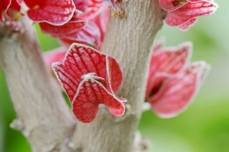 4 Cauliflory Stock Pictures, Editorial Images and Stock Photos ...