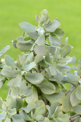 Silverdollar Plant Money Tree Penny Tree Editorial Stock Photo - Stock ...
