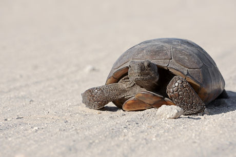 Gopher Tortoise Gopherus Polyphemus Editorial Stock Photo - Stock Image ...