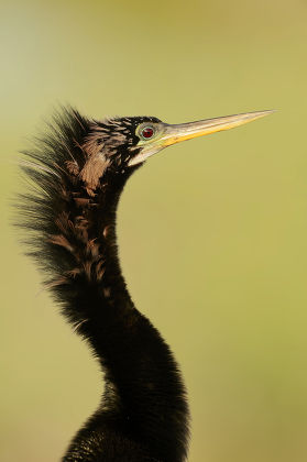 American Anhinga Snake Bird Anhinga Anhinga Editorial Stock Photo ...