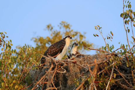 Osprey Pandion Haliaetus Carolinensis Young Bird Editorial Stock Photo ...