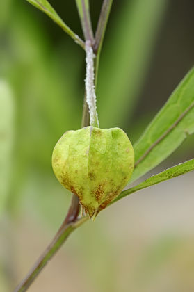 36 Bladder cherry Stock Pictures, Editorial Images and Stock Photos ...