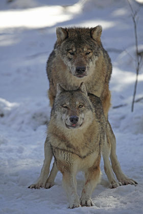Wolves Canis Lupus Mating Mating Season Editorial Stock Photo - Stock Image | Shutterstock