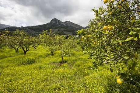 Flower Meadow Lemon Trees Editorial Stock Photo - Stock Image ...