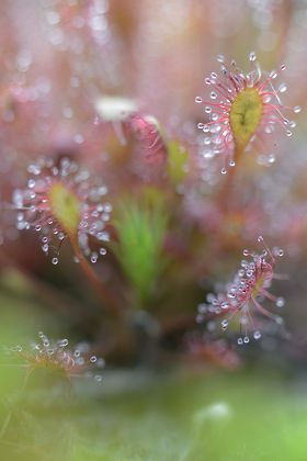 Oblongleaved Sundew Spoonleaf Sundew Drosera Intermedia Editorial Stock ...