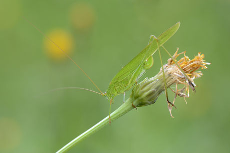 11 Phaneropteridae Stock Pictures, Editorial Images and Stock Photos ...
