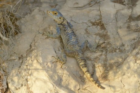 Stellion Hardim Star Lizard Laudakia Stellio Editorial Stock Photo ...