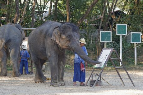 35 Elephant tricks Stock Pictures, Editorial Images and Stock Photos ...