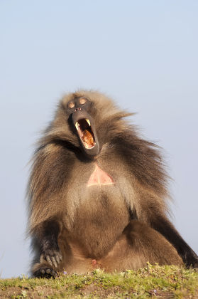 Gelada Baboon Theropithecus Gelada Displaying Teeth Editorial Stock ...
