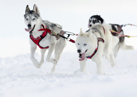 Three Sled Dogs Siberian Huskies Sled Editorial Stock Photo - Stock ...