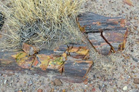 Fragments Silicified Tree Trunk Crystal Forest Editorial Stock Photo ...