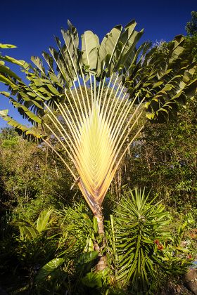 Travellers Tree Travellers Palm Ravenala Madagascariensis Editorial ...