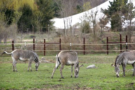 Franklin Park Zoo Boston Usa Editorial Stock Photo - Stock Image ...