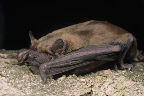 Common Noctule Nyctalus Noctula Hesse Germany Editorial Stock Photo ...