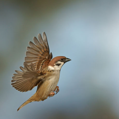 Eurasian Tree Sparrow Passer Montanus Flight Editorial Stock Photo ...