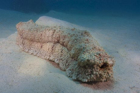 Sea Cucumber Thelenota Anax Editorial Stock Photo - Stock Image ...