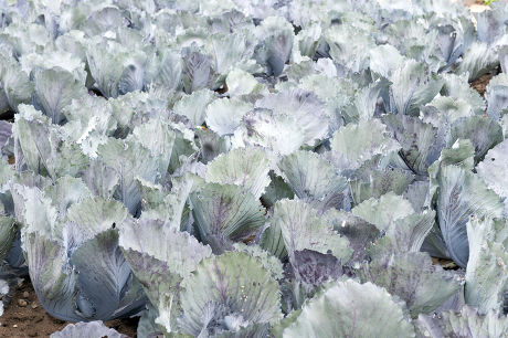 Red Cabbage Brassica Oleracea Commercial Cultivation Editorial Stock ...
