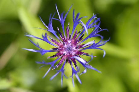 36 German rampion Stock Pictures, Editorial Images and Stock Photos ...