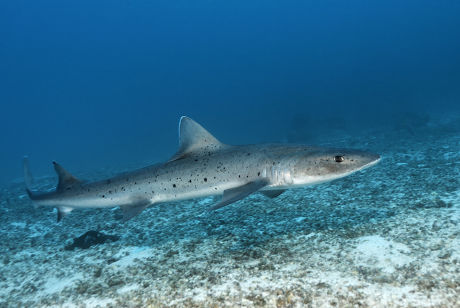Smooth Hound Triakis Maculata Swimming Over Editorial Stock Photo - Stock Image | Shutterstock