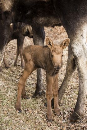 Moose Calf Standing Between Mothers Legs Editorial Stock Photo - Stock ...