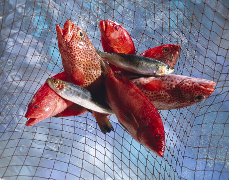 Red Snapper Herrings Fishing Net Above Editorial Stock Photo - Stock ...