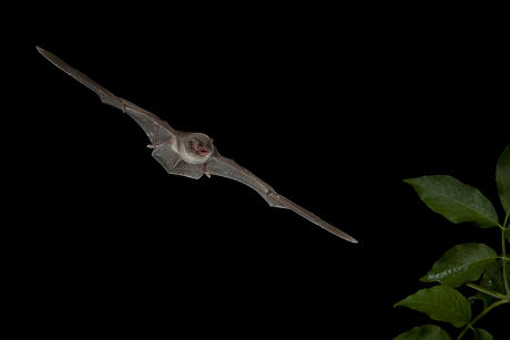 Bent Wing Bat Schreibers Long Fingered Editorial Stock Photo - Stock ...