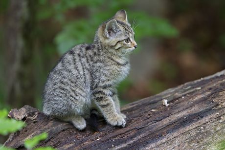 Wildcat Felis Silvestris Kitten Young Editorial Stock Photo - Stock ...