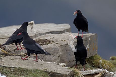 100 Crows nest Stock Pictures, Editorial Images and Stock Photos ...