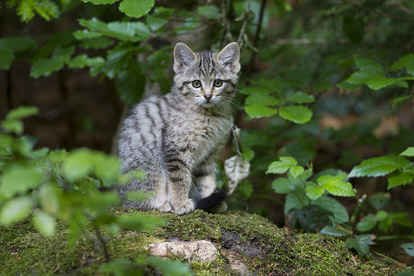 Wildcat Felis Silvestris Kitten Young Editorial Stock Photo - Stock ...