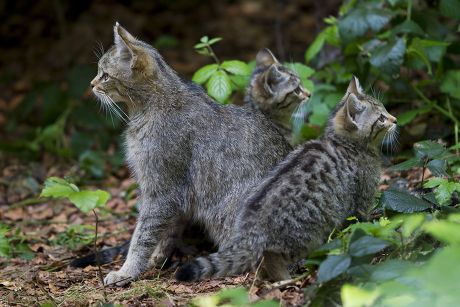 Wildcat Felis Silvestris Kittens Young Editorial Stock Photo - Stock ...